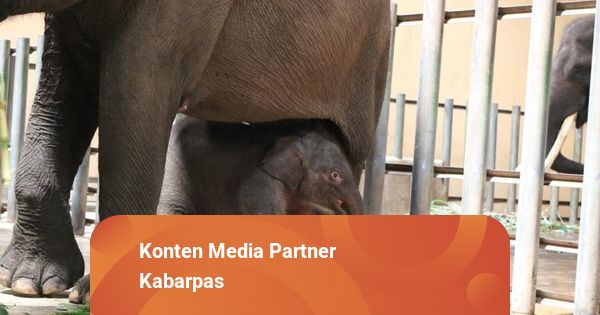 Lucunya Bayi Gajah Sumatera yang Lahir di Taman Safari Prigen Ini | kumparan.com